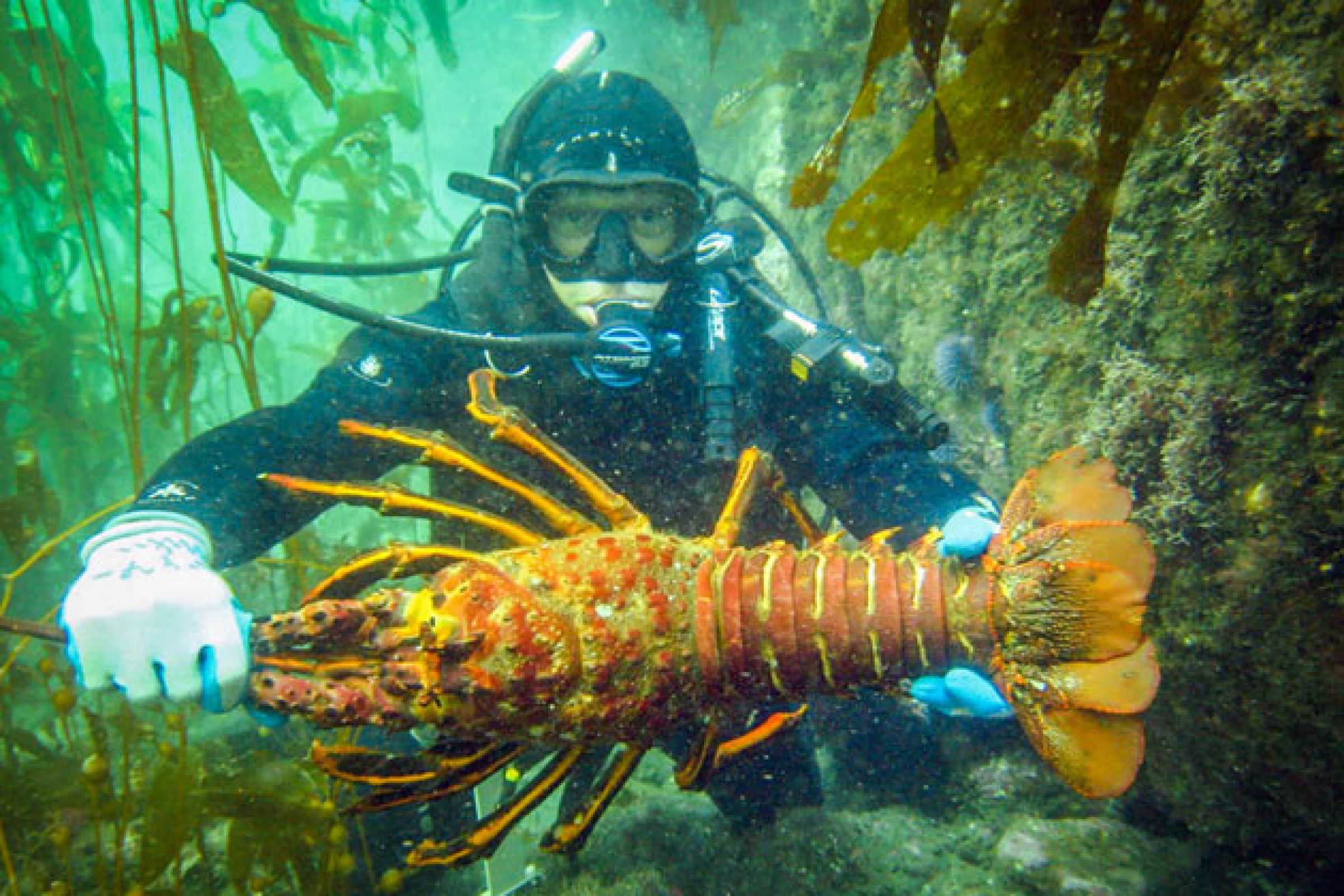 Where can I go lobster diving in California?