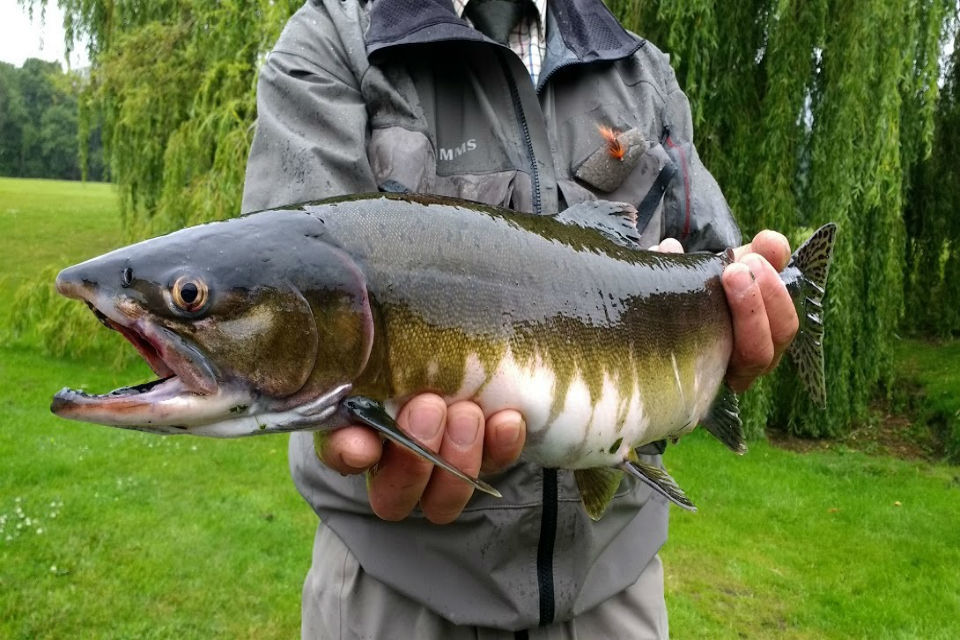 Where can you catch salmon in the UK?