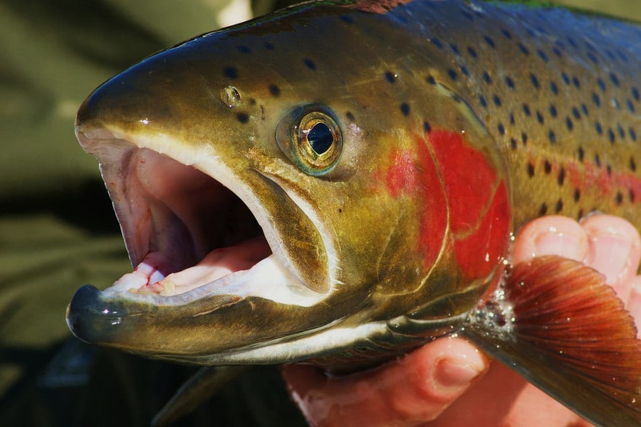 Where can you catch trout in WA?