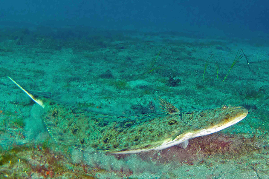 Where can you find halibut in the ocean?