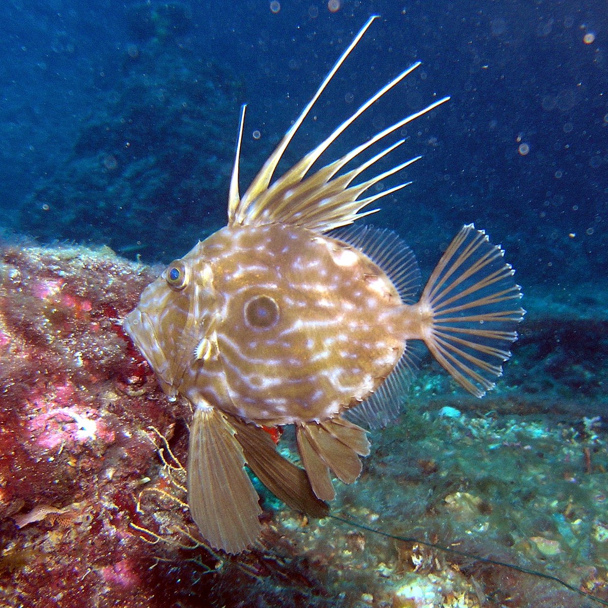Where can you find John Dory fish?