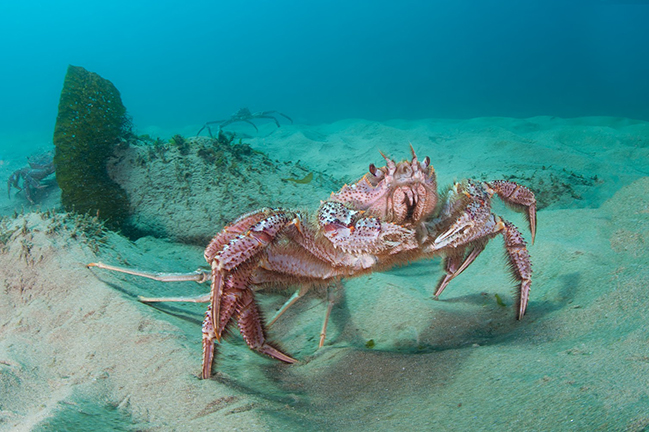 Where can you find king crab in the ocean?