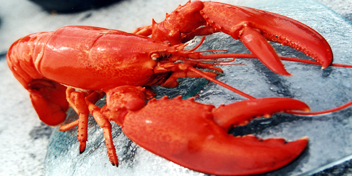 Where can you find the best lobster in the world?