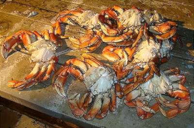 Where can you go crabbing in Ocean Shores?