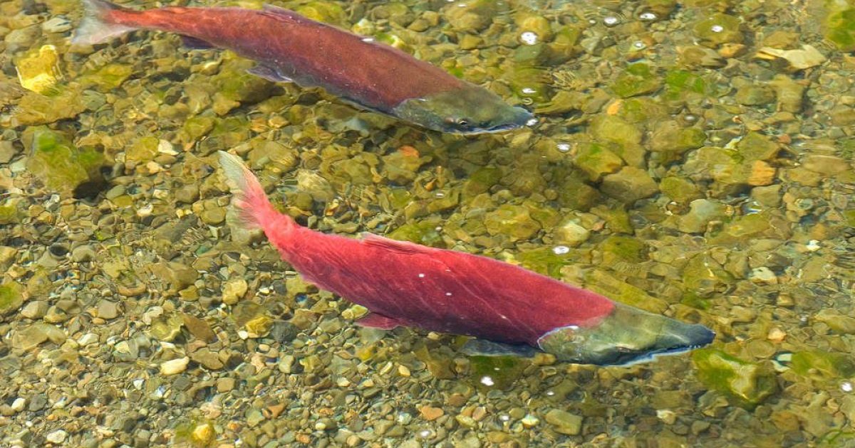Where do Alaskan salmon swim?