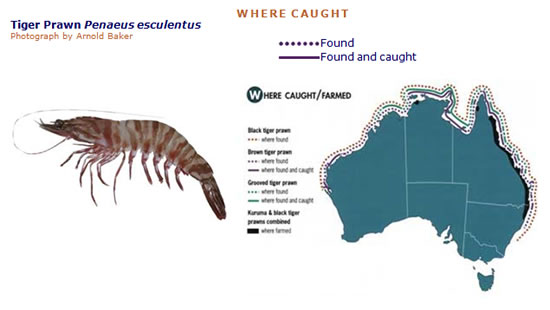 Where do Australian tiger prawns come from?