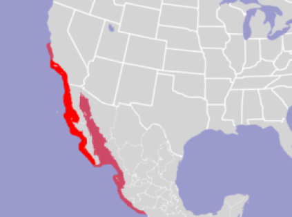Where do California spiny lobsters live?