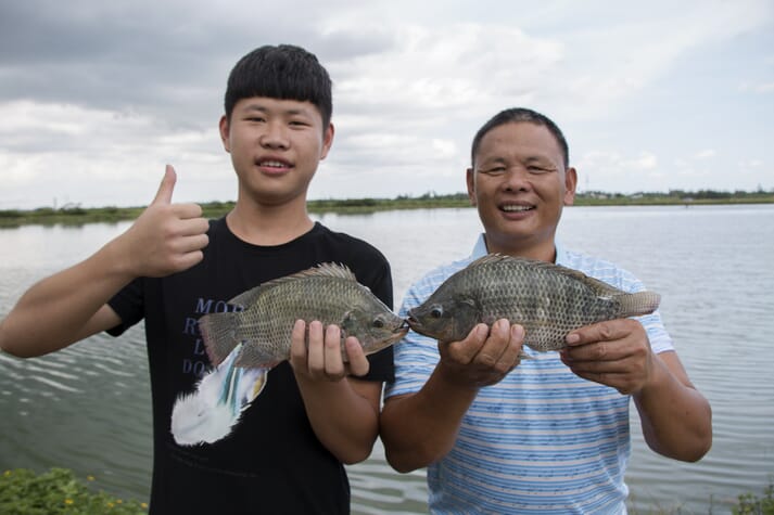 Where do China’s tilapia farmers get their fish?