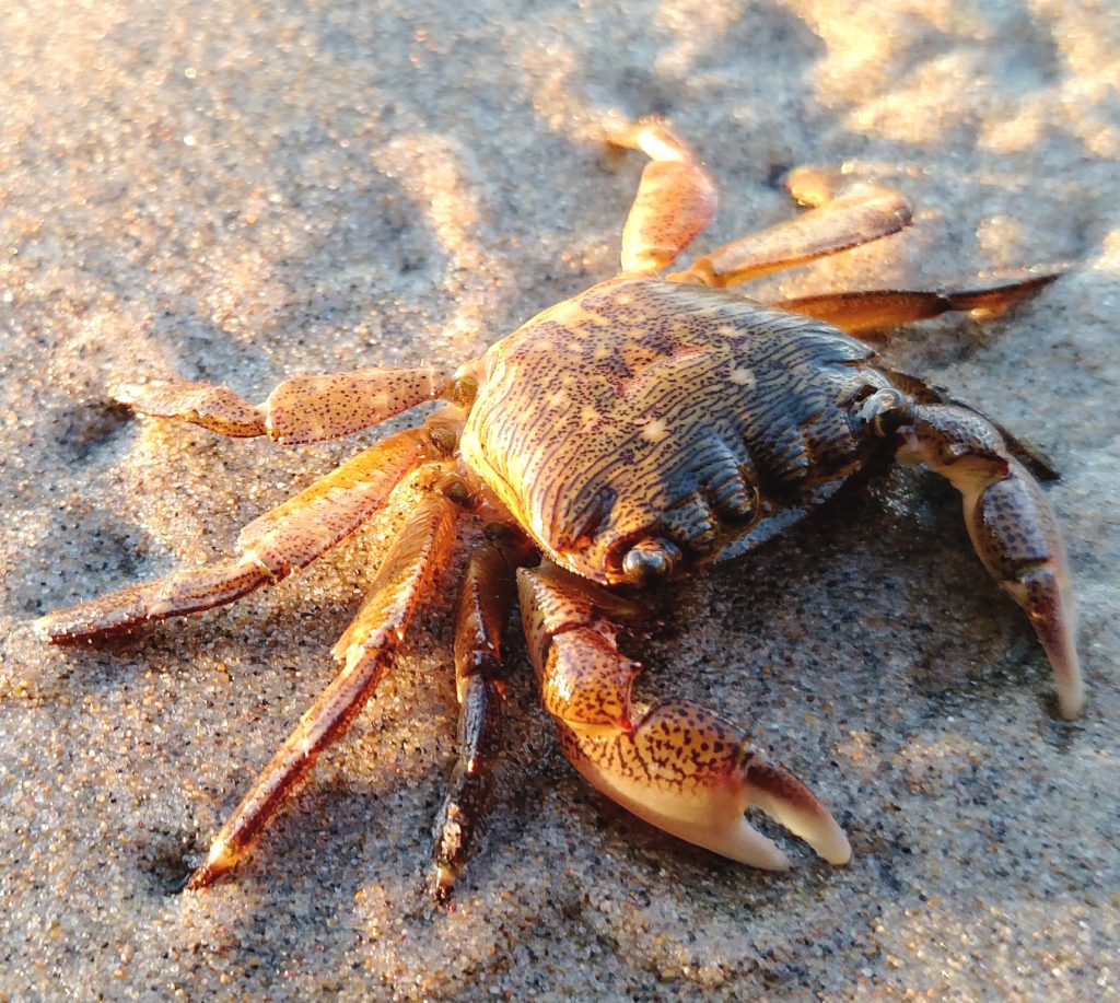 Where do crabs hide in the ocean?