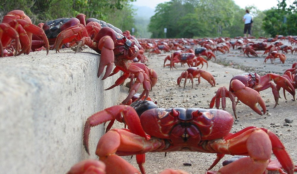 Where do crabs live in Australia?