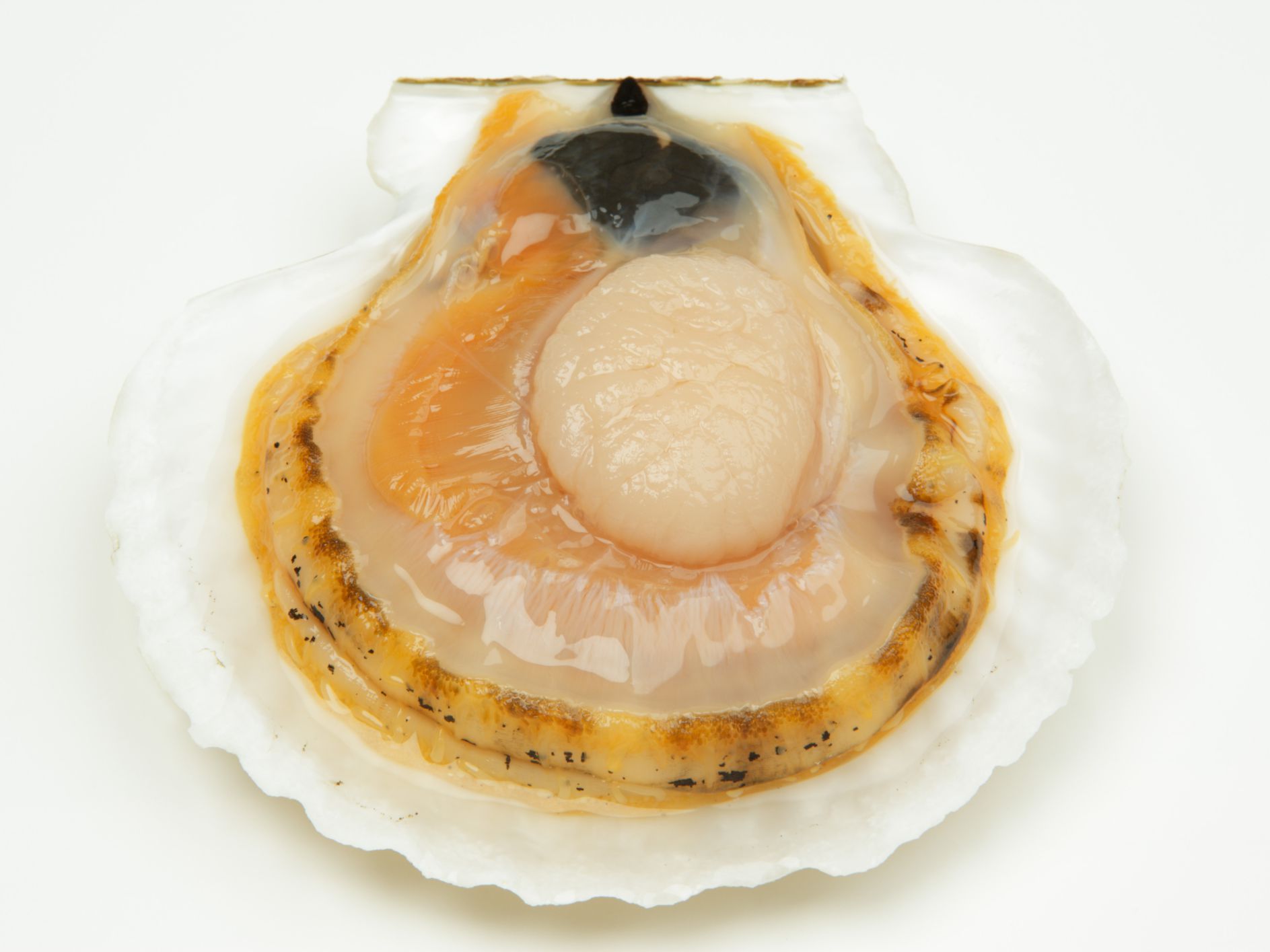 Where do fresh sea scallops come from?