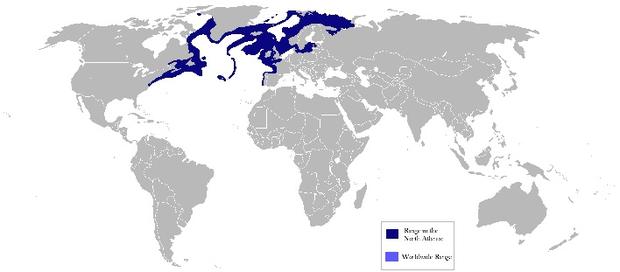 Where do Halibut live?