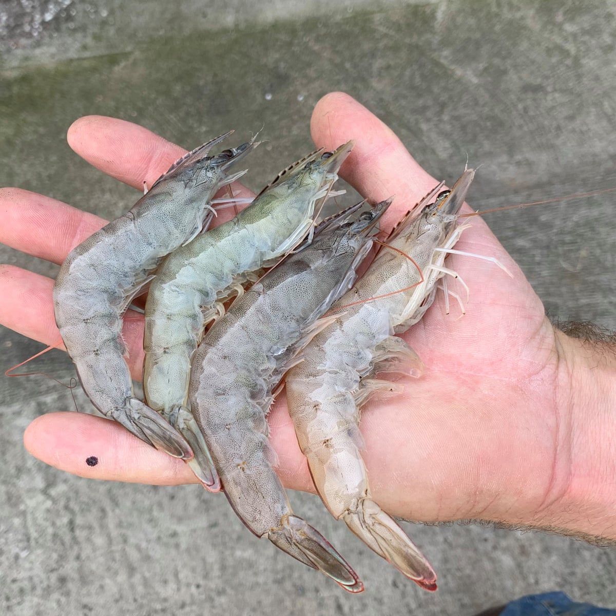 Where do large prawns come from?