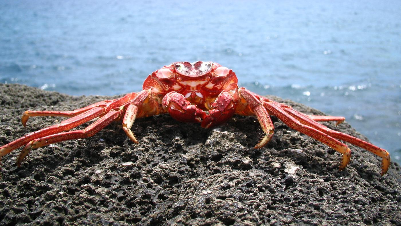 Where do most crabs live?