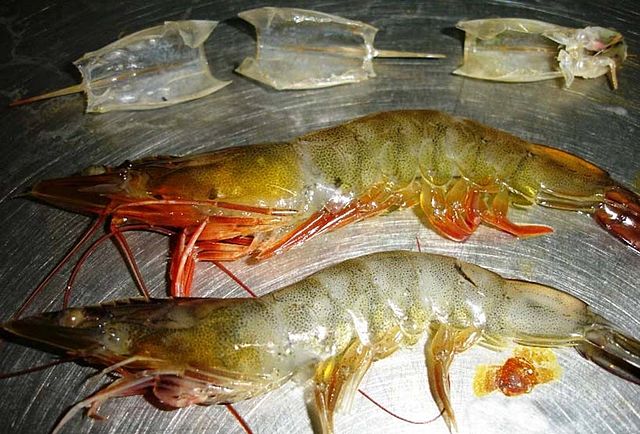 Where do Pacific white shrimp come from?