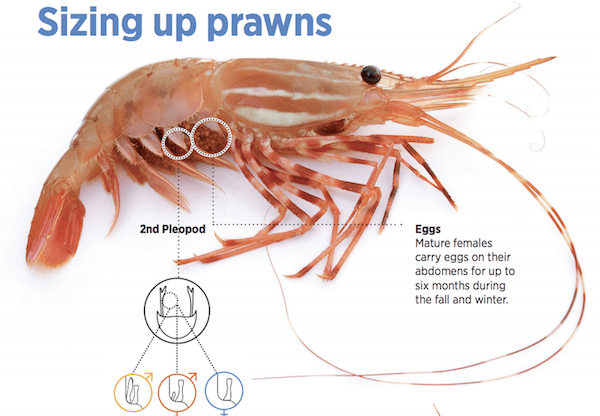 Where do prawns go in winter?