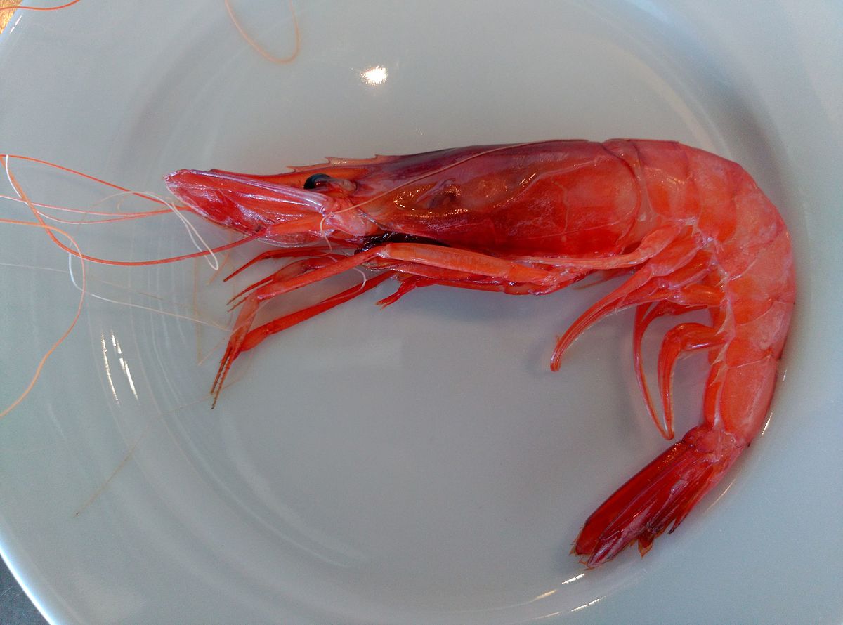 Where do red prawns come from?