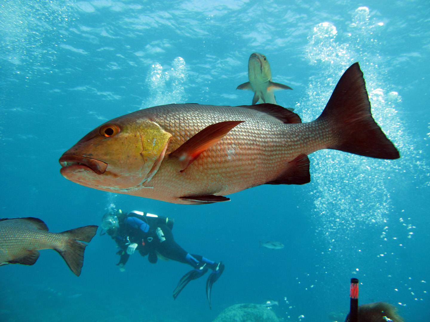 Where do redfish live in the ocean?