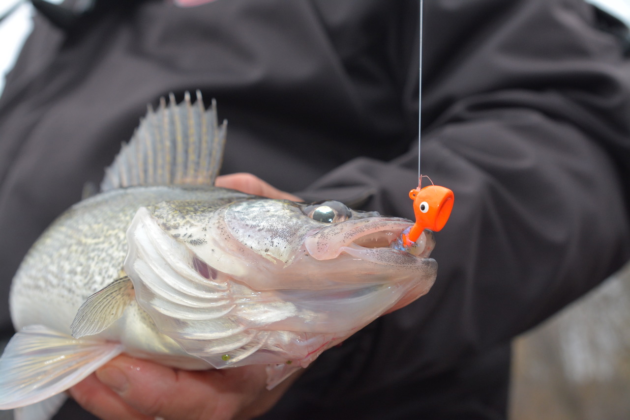 Where do river walleye go in winter?