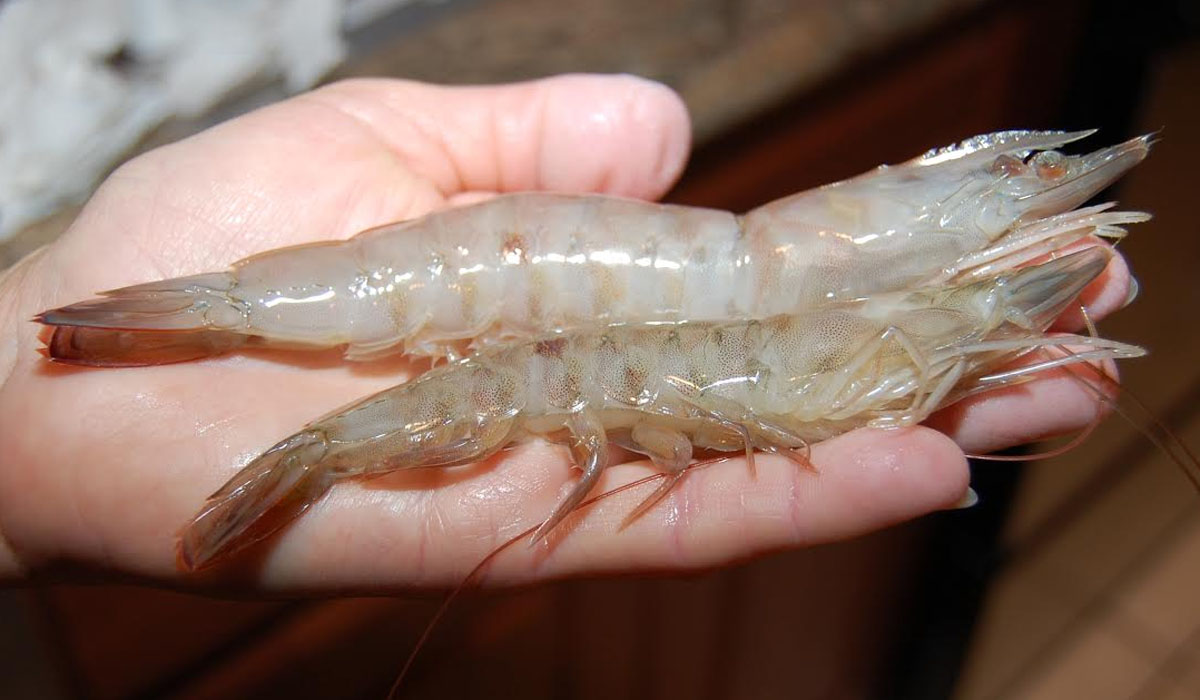 Where do shrimp go in the winter?