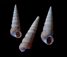 Where do spiral shells come from?