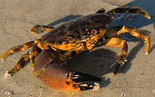 Where do stone crabs live in Florida?