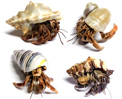 Where do stores get hermit crabs from?
