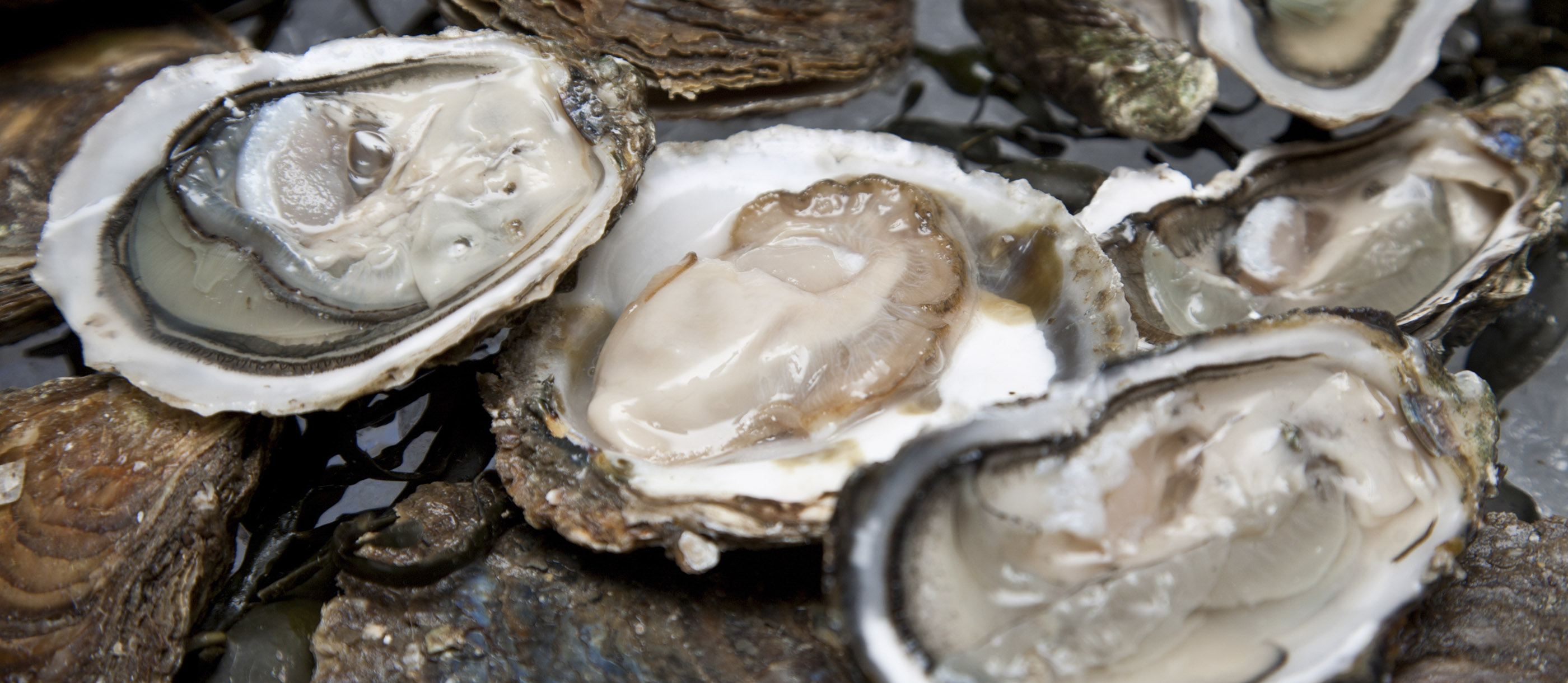Where do the best oysters in the UK come from?