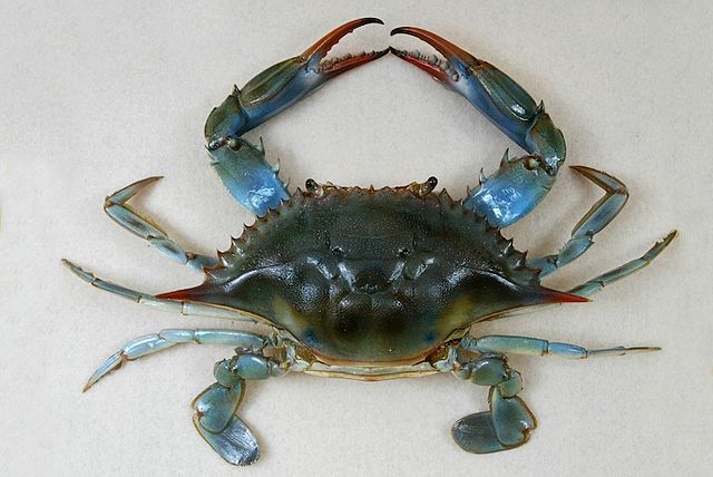 Where do the majority of blue crabs come from?