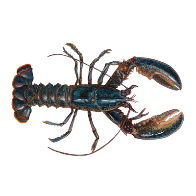 Where do UK lobsters come from?