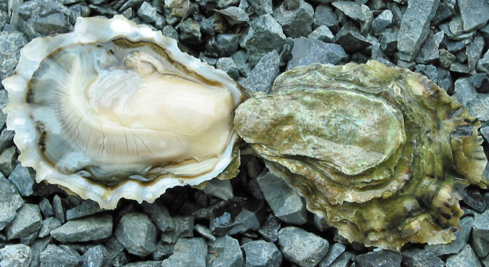 Where do we find oysters?