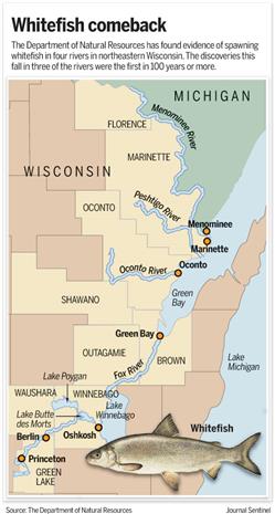 Where do whitefish come from in Wisconsin?