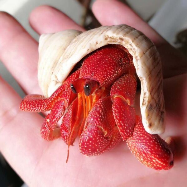 Where do you find strawberry hermit crabs?