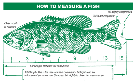 Where do you measure a fish from?