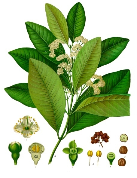 Where does allspice originally come from?