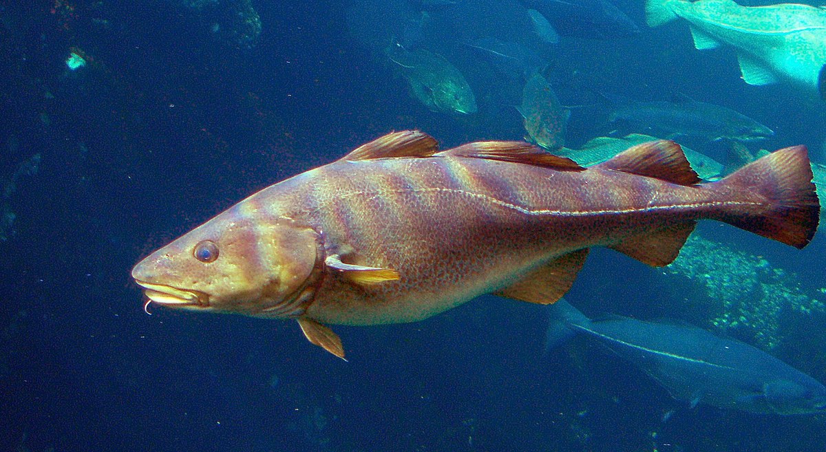 Where does cod fish come from?