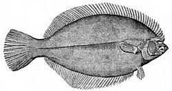 Where does flounder come from?