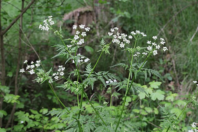 Where does hedge parsley grow?