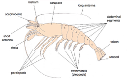 Where does most of the shrimp come from?