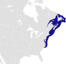 Where does most of the US lobster come from?