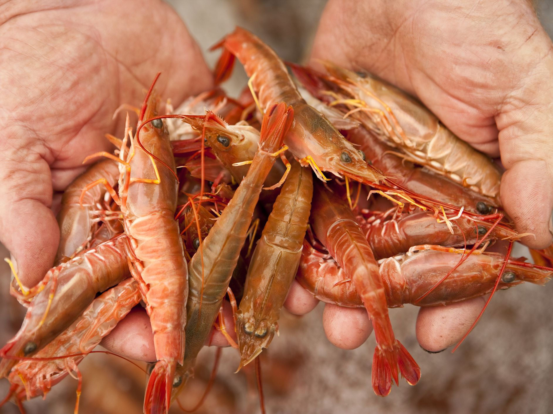 Where does most of the US shrimp come from?