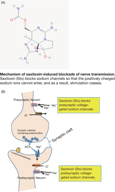 Where does saxitoxin come from?