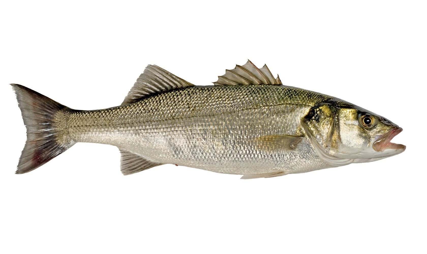 Where does sea bass come from?