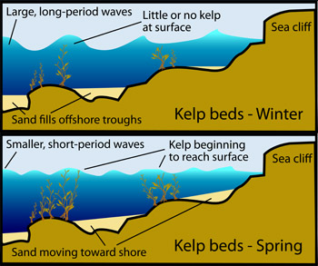 Where does seaweed grow in the ocean?