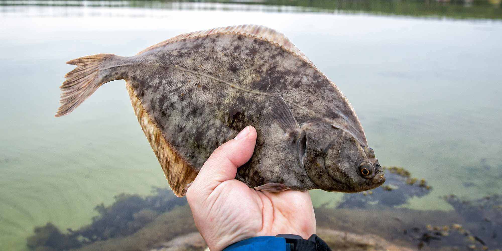 Where does the best flounder come from?