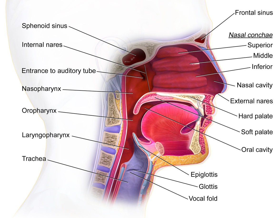 Where does the body produce mucus?