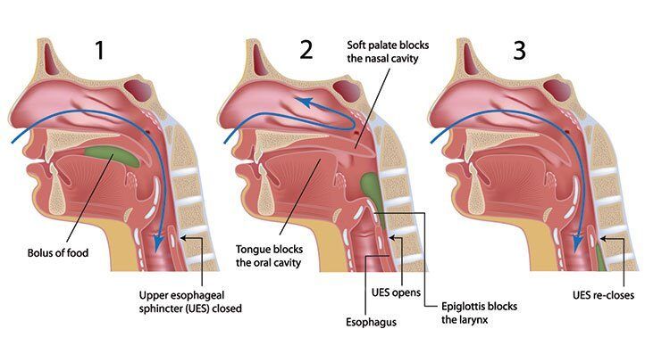 Where does the mucus come from?