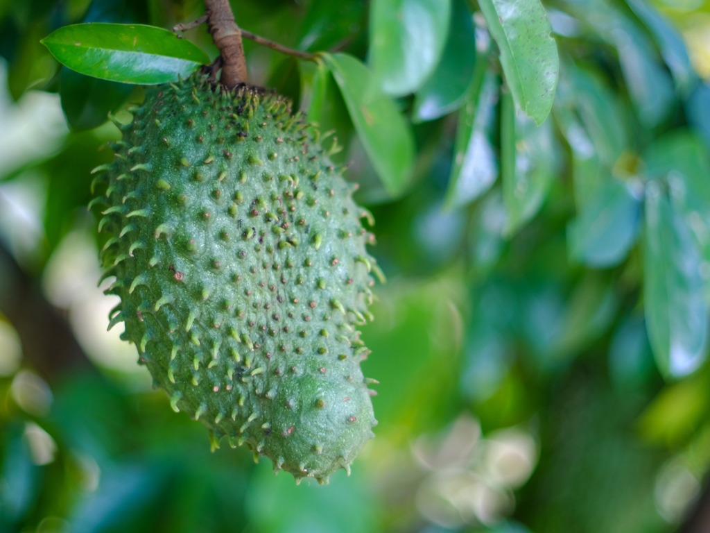 Where does the soursop tree grow?