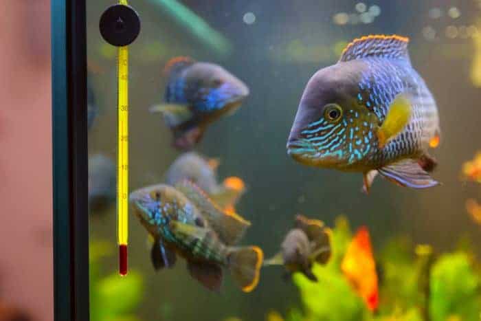 Where does the thermostat go in a fish tank?