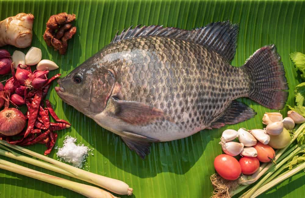 Where does the US get its tilapia?